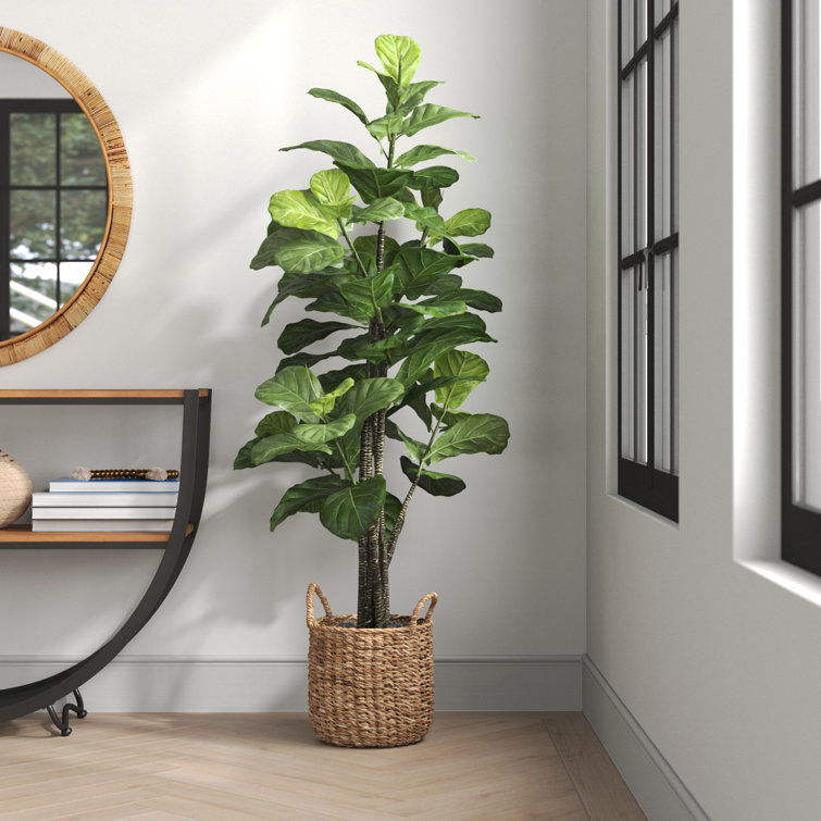 Faux fiddle leaf fig store